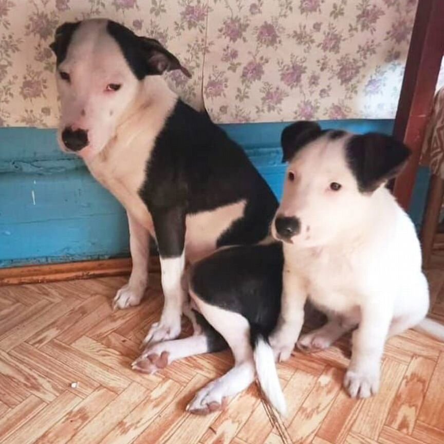 Щенков подкинули пожилой женщине, нужен дом