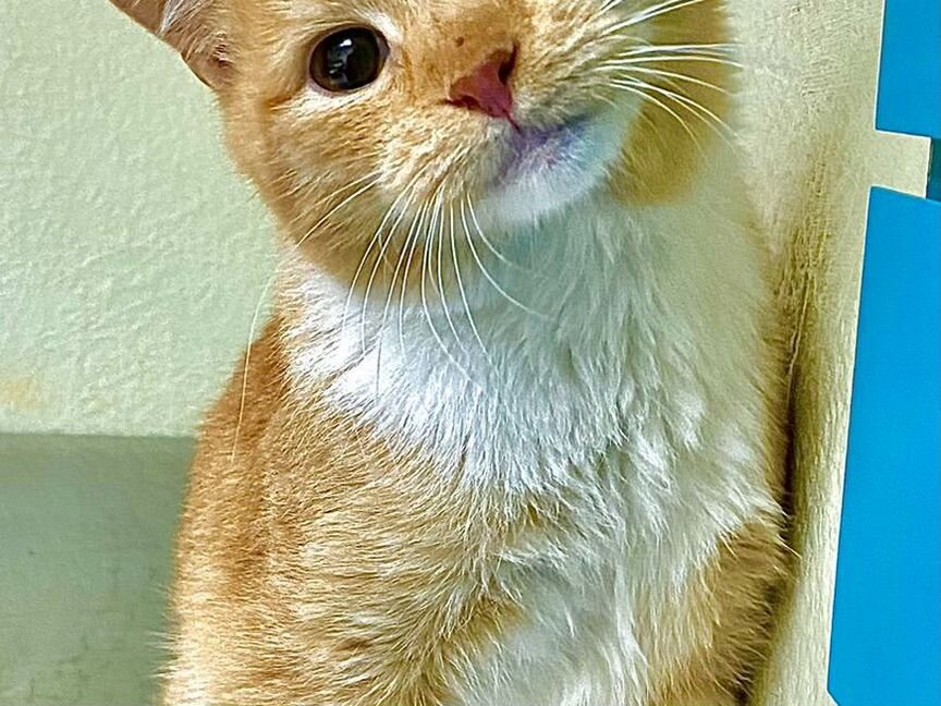 Рыжий ласковый котик ищет дом