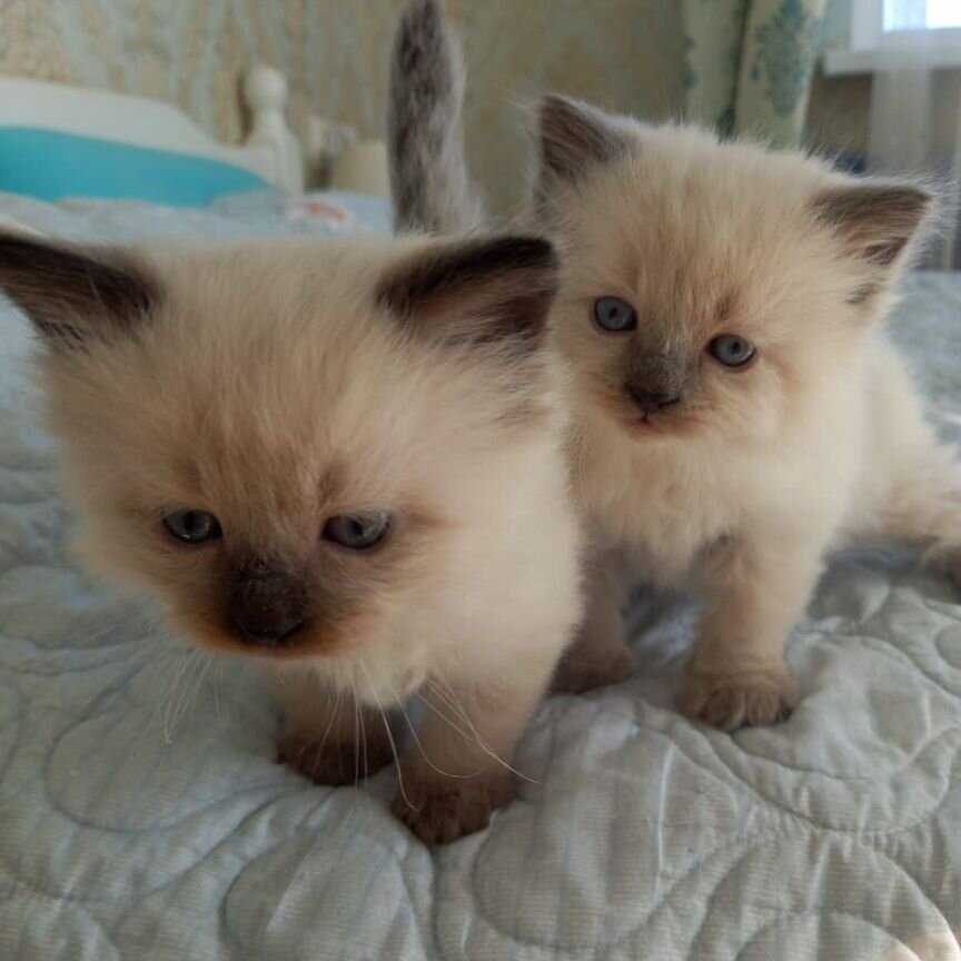 Невские маскарадные котята