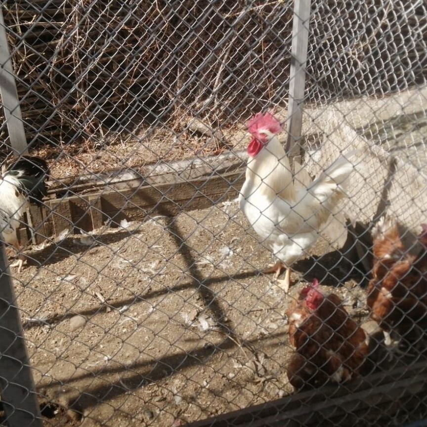 Продам петуха