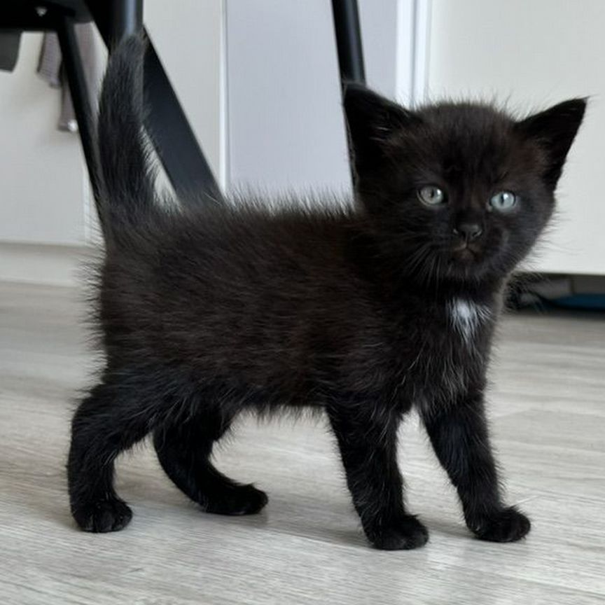 Котёнок в добрые руки