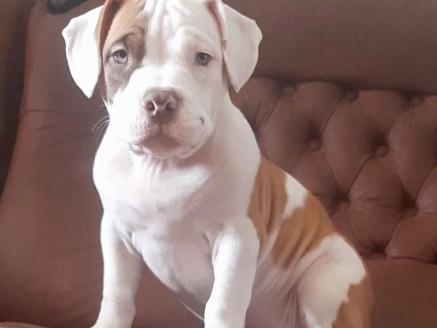 Американский булли стандарт