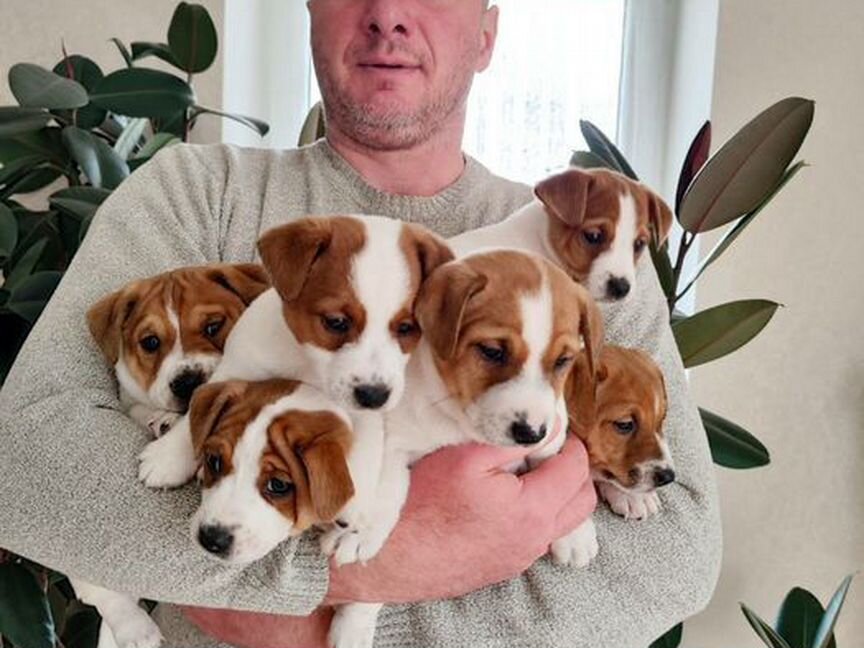 Щенки джек Рассел терьер