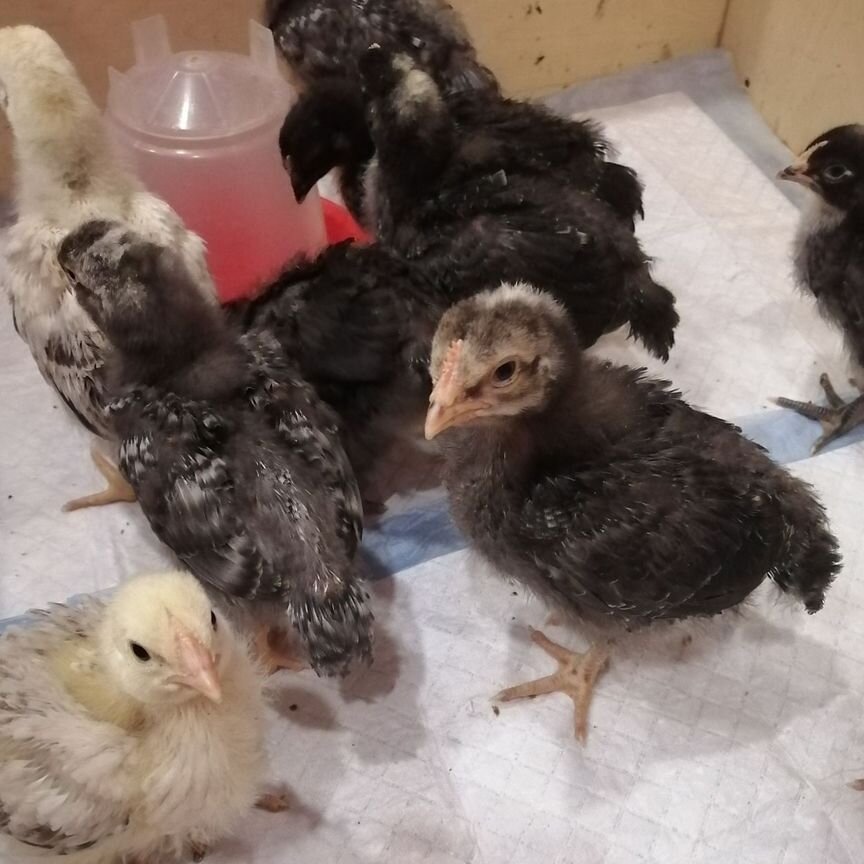 Цыплята суточные несушки