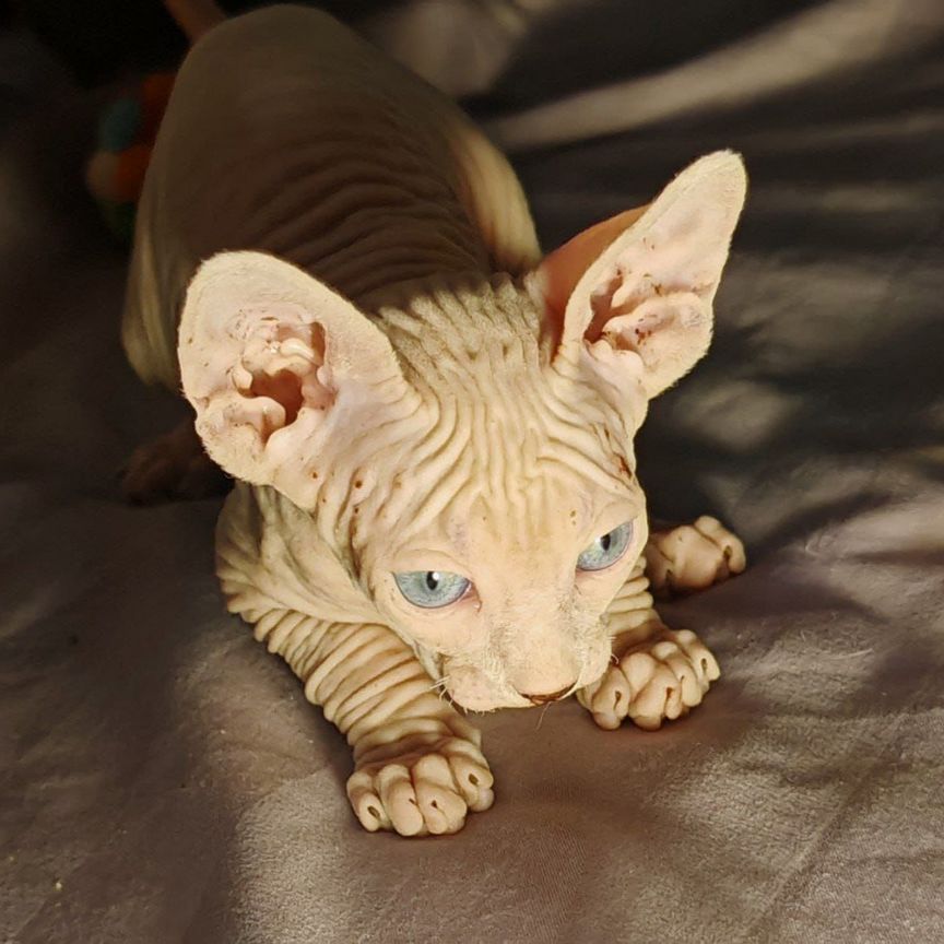 Канадский сфинкс