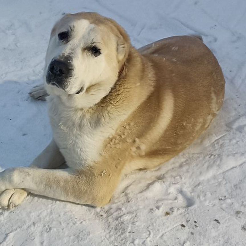 Среднеазиатская овчарка, взрослый пёс