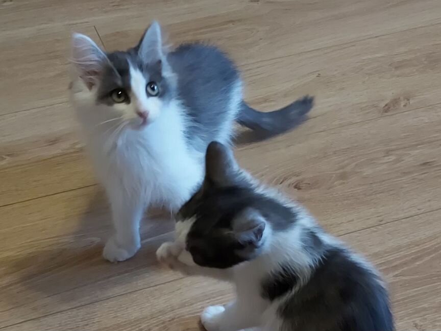 Отдам в добрые руки