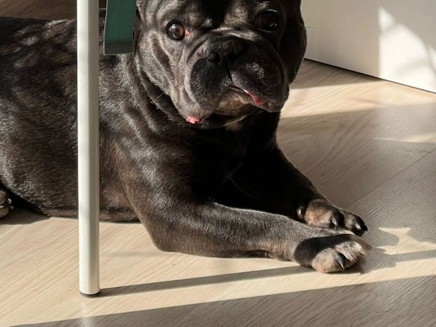 Вязка французский будьдог