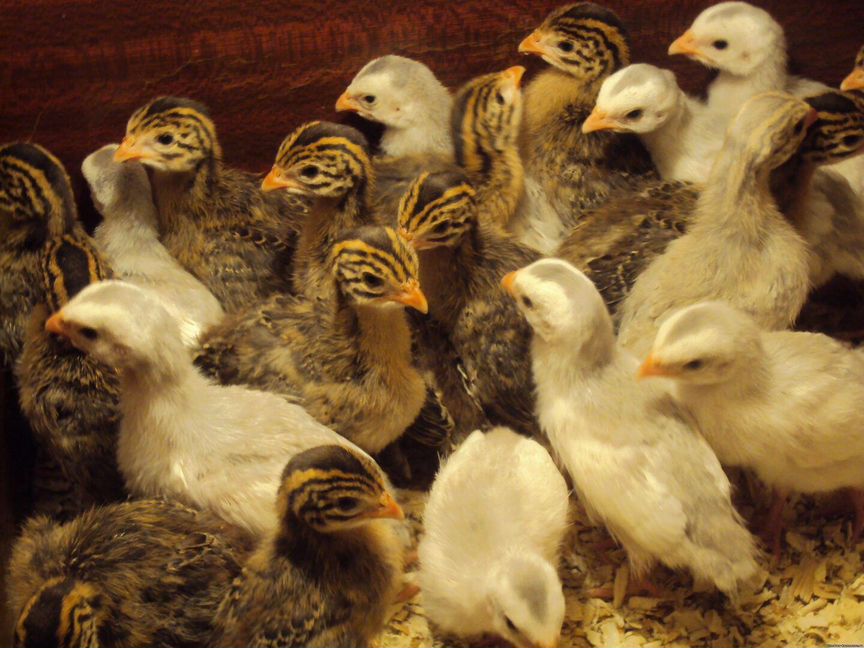 Цесарята - суточные цыплята с 10 августа