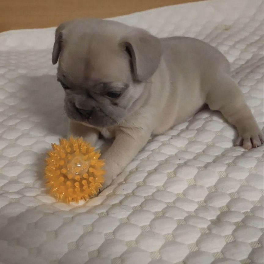 Французский бульдог, щенок