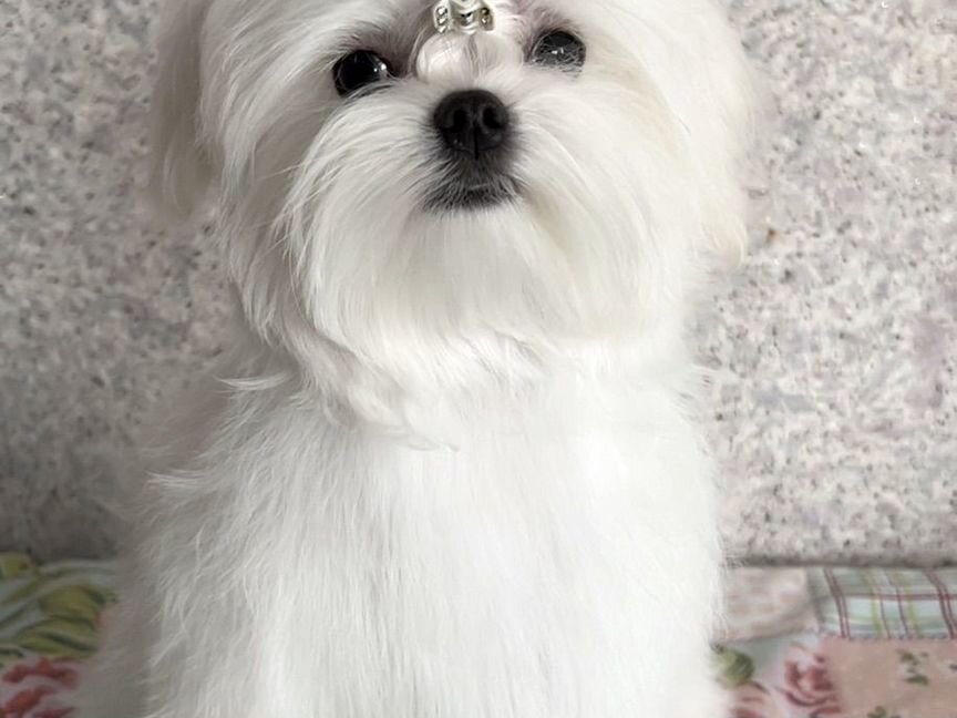 Мальтезе мальтийская болонка