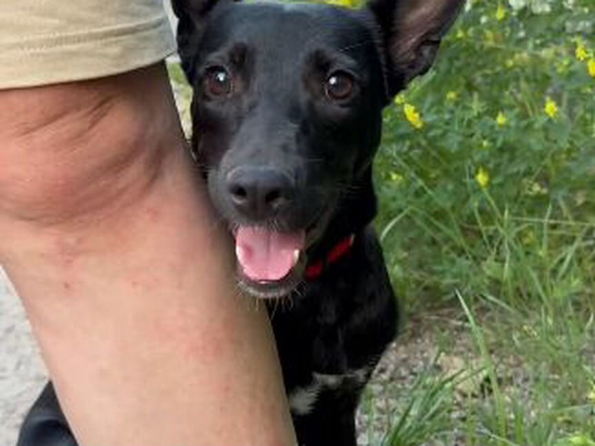 Щенок 4 месяца Айси