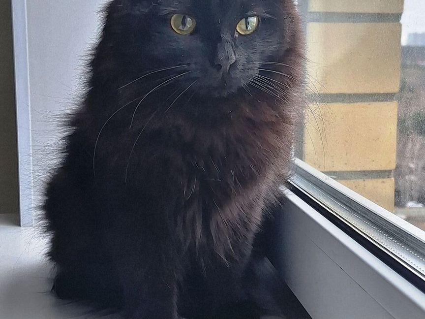 Темочка в добрые руки