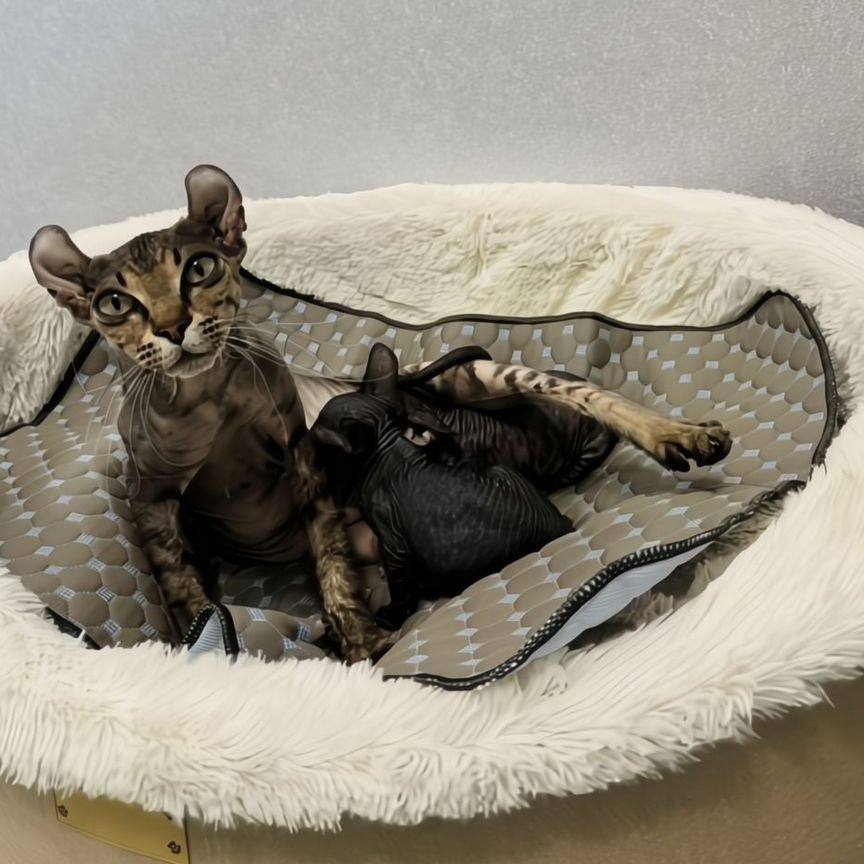 Эльф котёнок