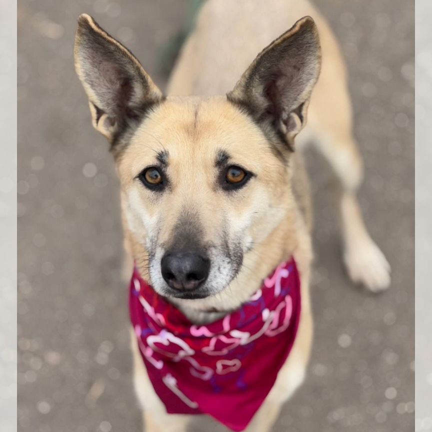 Взрослая собака в добрые руки