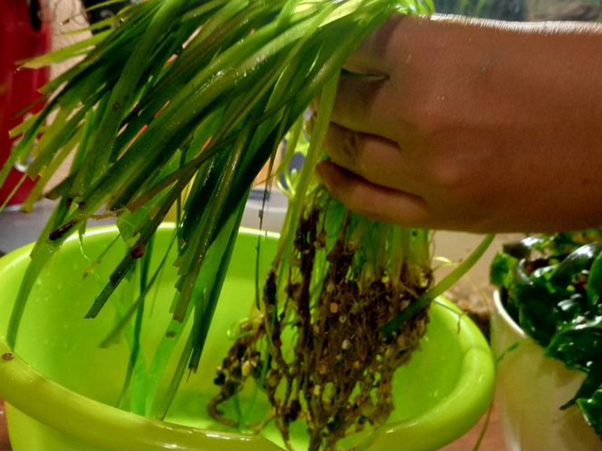 Криптокорин и валлиснерии, растения для аквариума