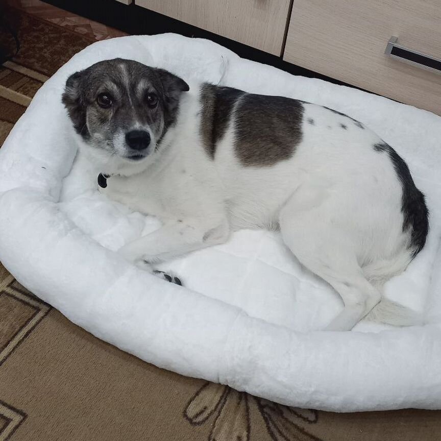 Лежала для животных
