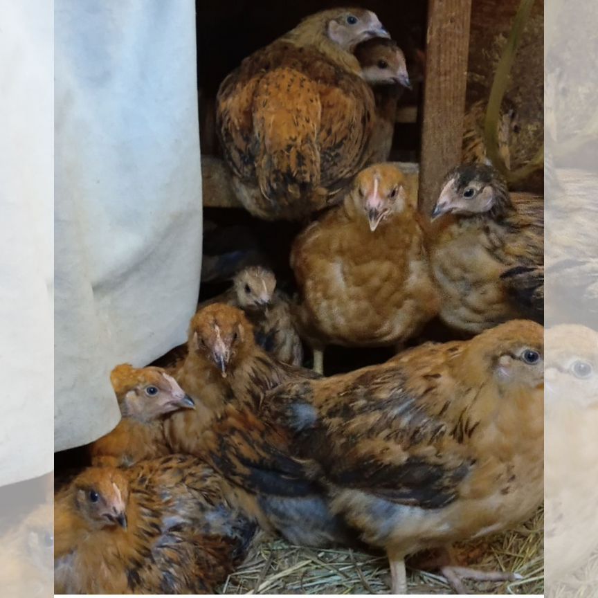 Кучинская юбилейная курица молодки