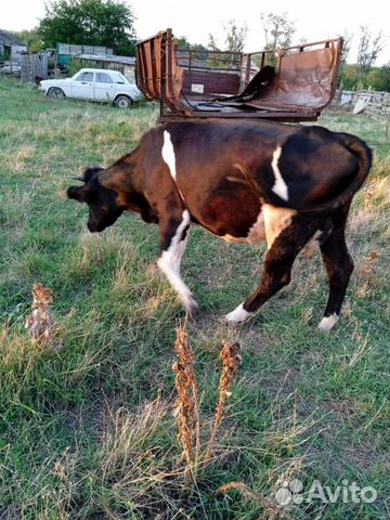 Домашние животные