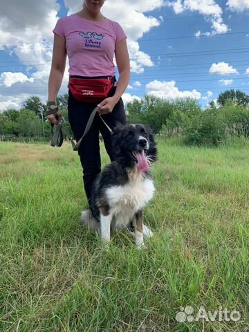Собака в добрые руки отдам бесплатно