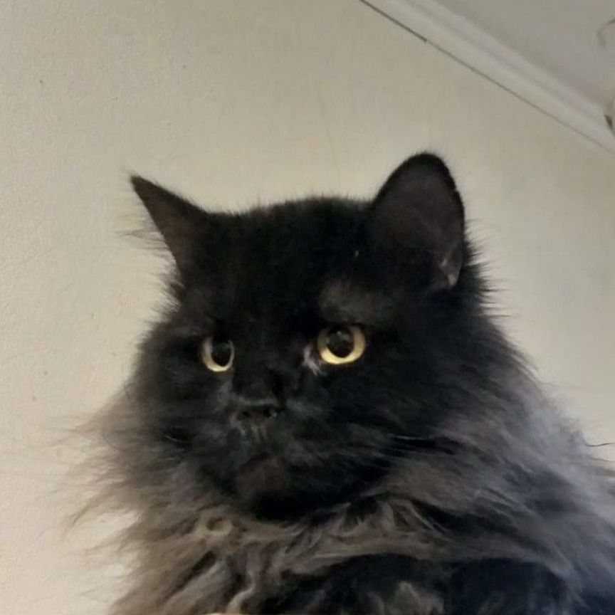 Красавец кот Феня