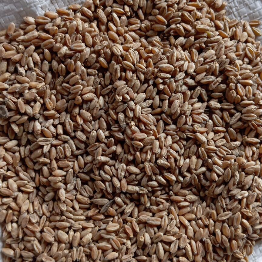 Зерно пшеница ячмень