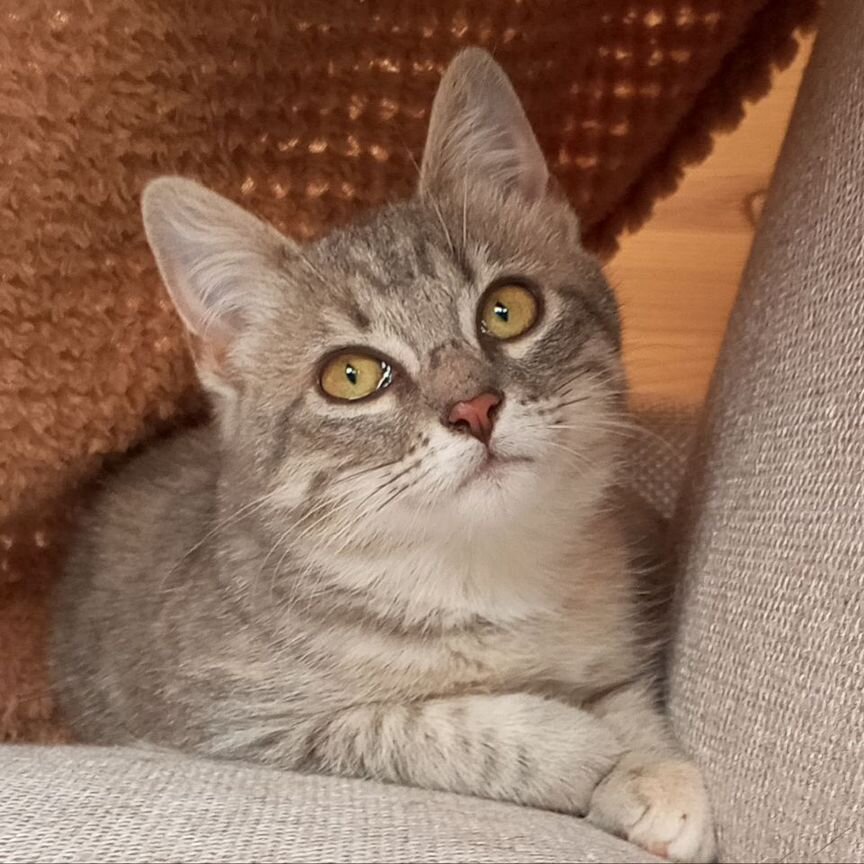 Пепельный котёнок ищет дом