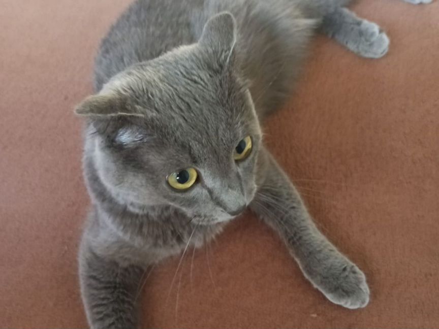 Кошка в дар