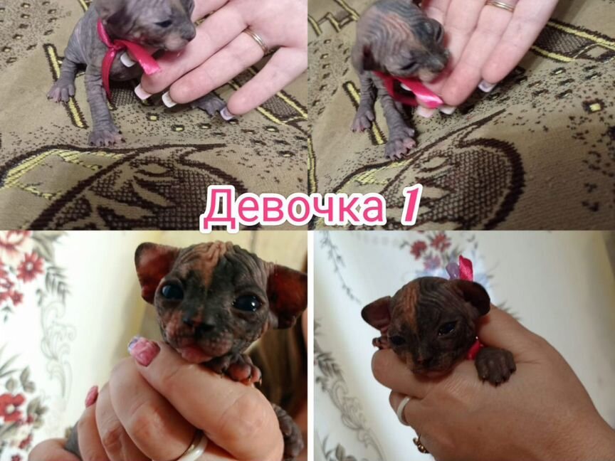 Канадский сфинкс котенок