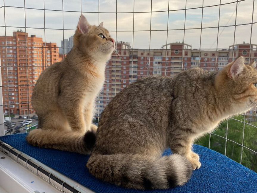 Балкончик для кошки