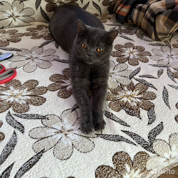 Продажа шотландских котят Уфа