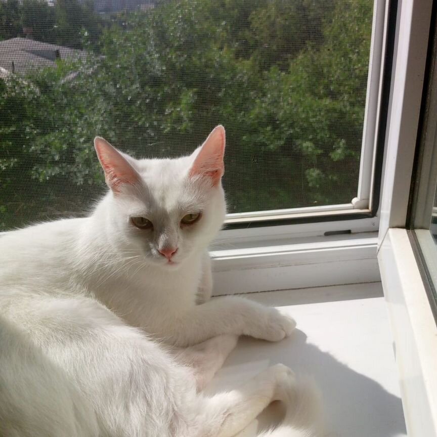 Кошечка