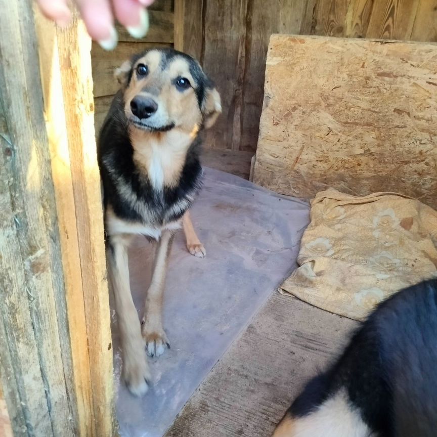 Взрослый пёс в добрые руки