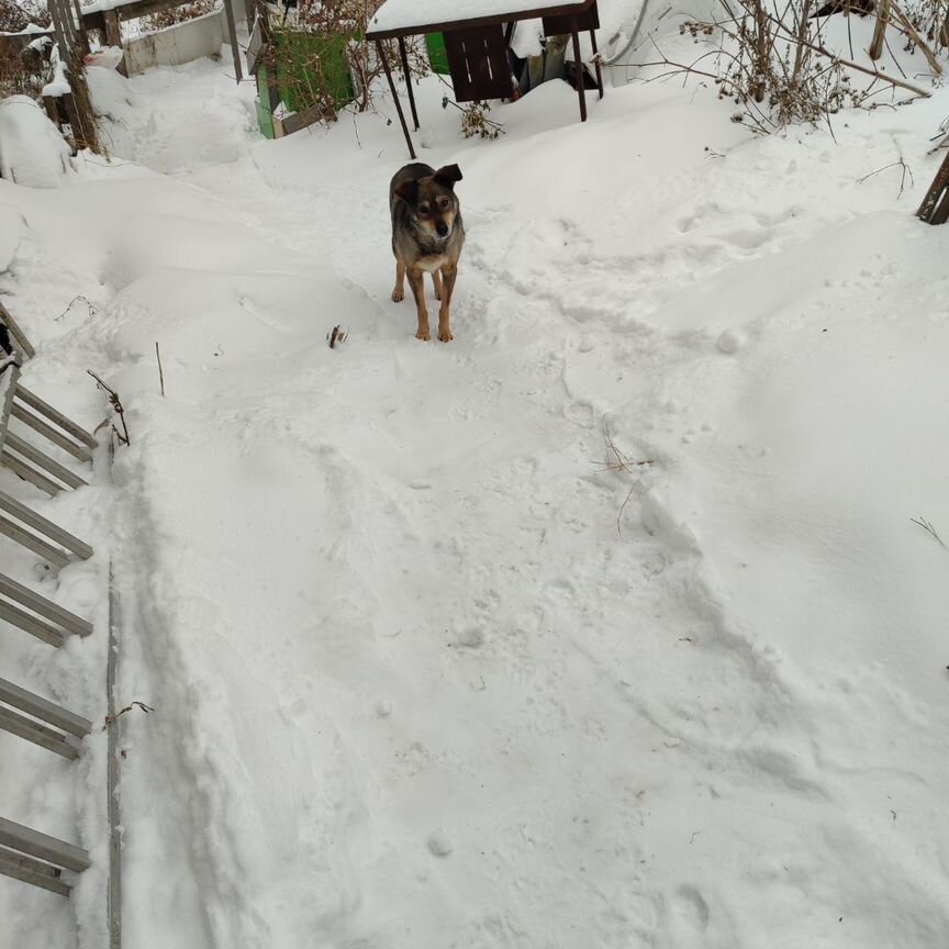 Взрослая собака в добрые руки