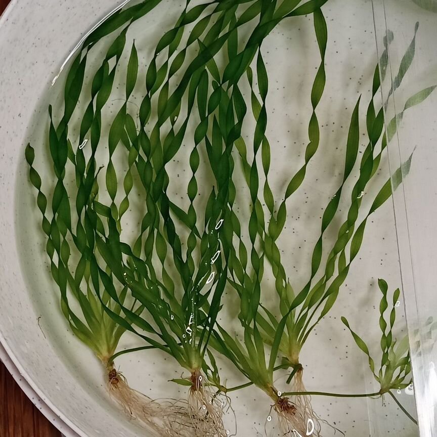 Валлиснерия вьющаяся