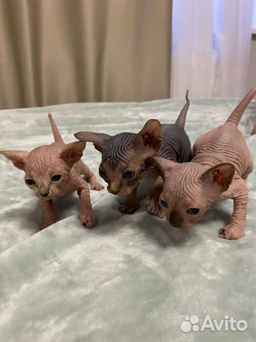Донской сфинкс котята