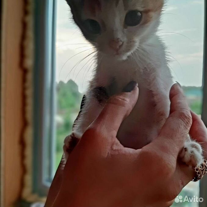 Малышка Конфетка