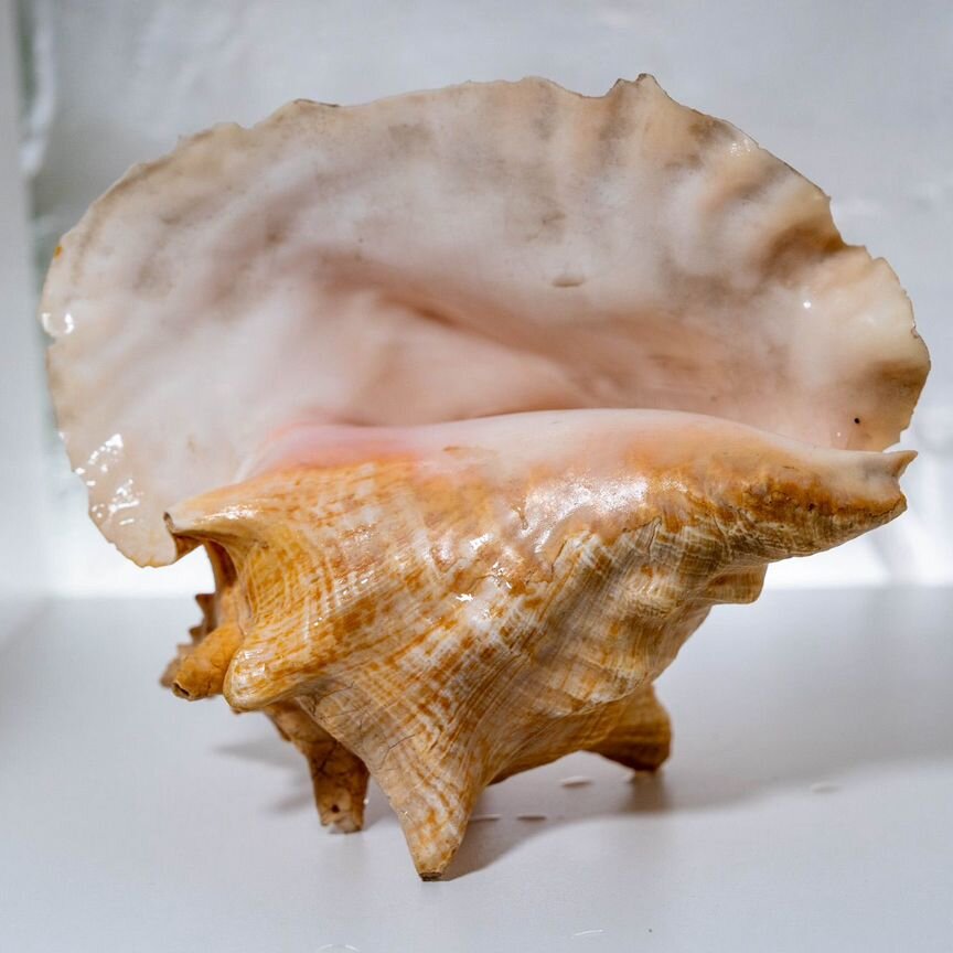 Ракушка морская большая