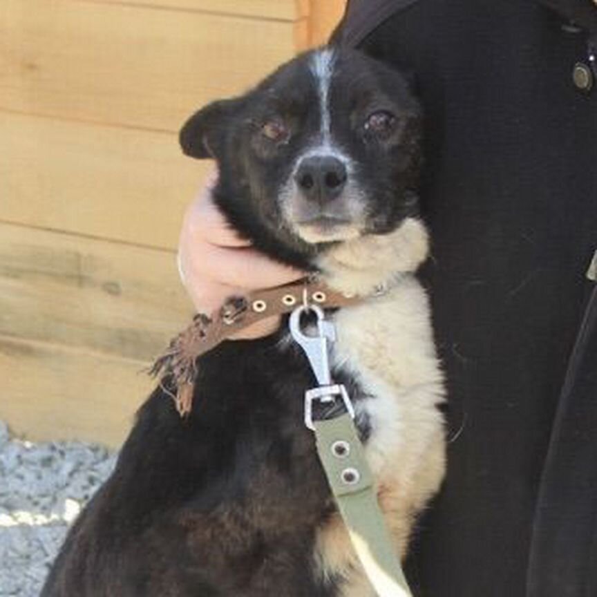 Взрослая собака в добрые руки