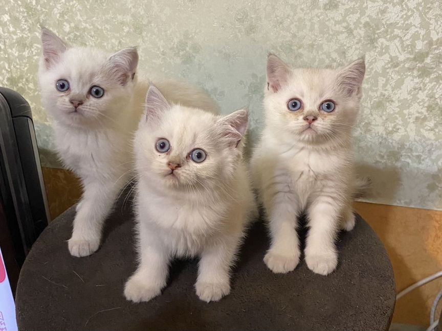 Скоттиш страйт котята