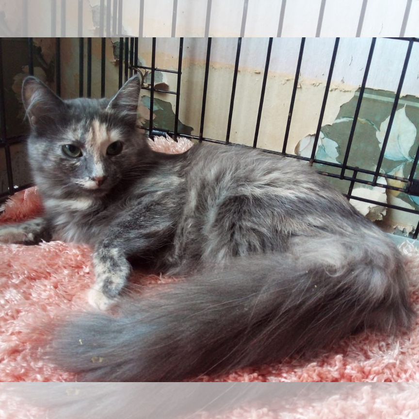 Кошечка Тиффани