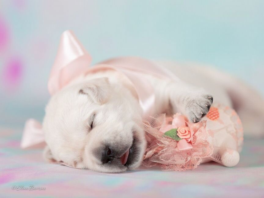 Щенки лабрадора