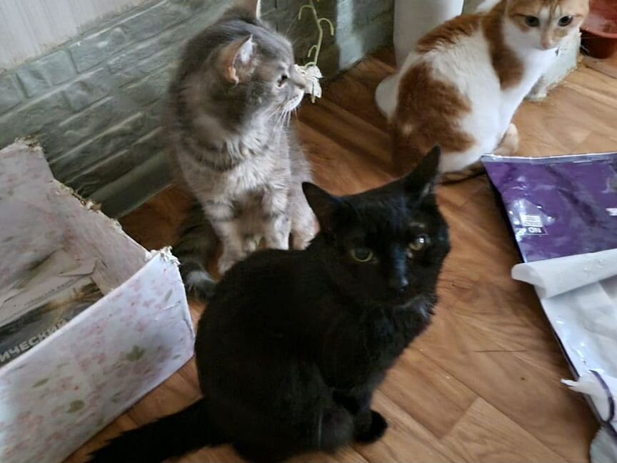 Очень нужна семья ребятам