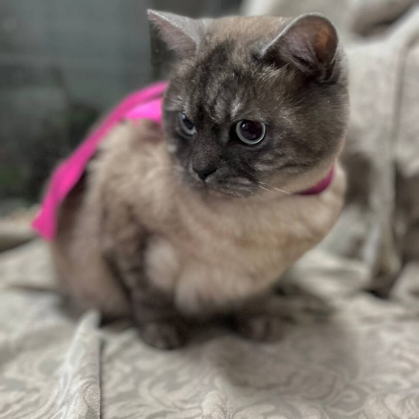 Взрослый кот в добрые руки