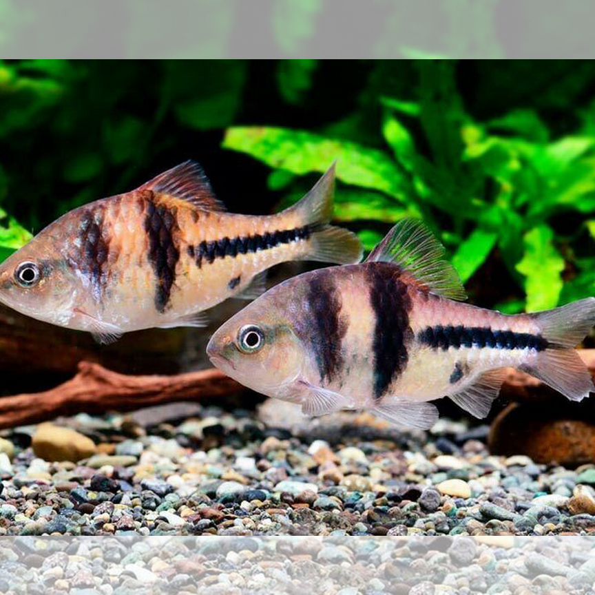 Барбус крестовый - Puntius lateristriga