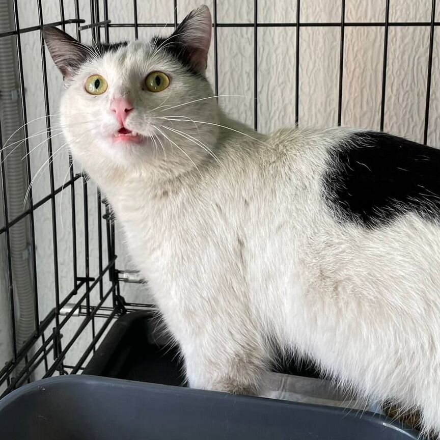 Котёнок из приюта