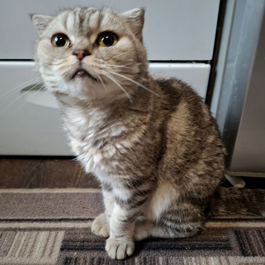 Шотландская вислоухая кошка бесплатно