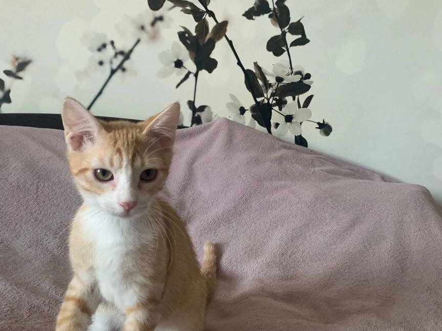 Рыжий непоседа