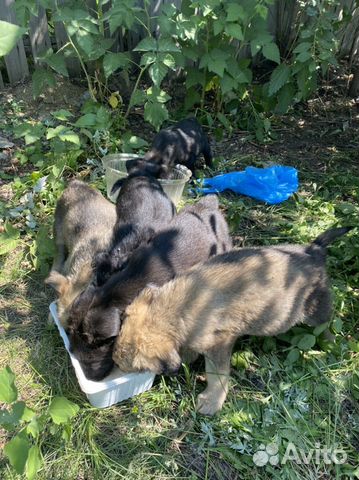 Щенята в хорошие руки