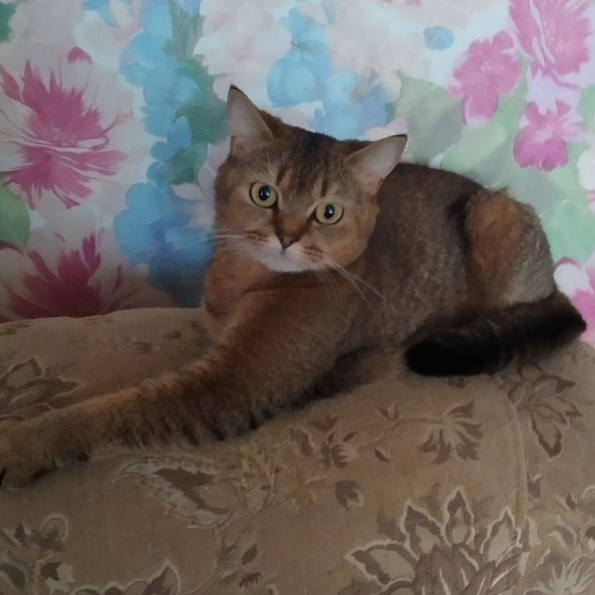 Шотландская прямоухая короткошёрстная, взрослая кошка